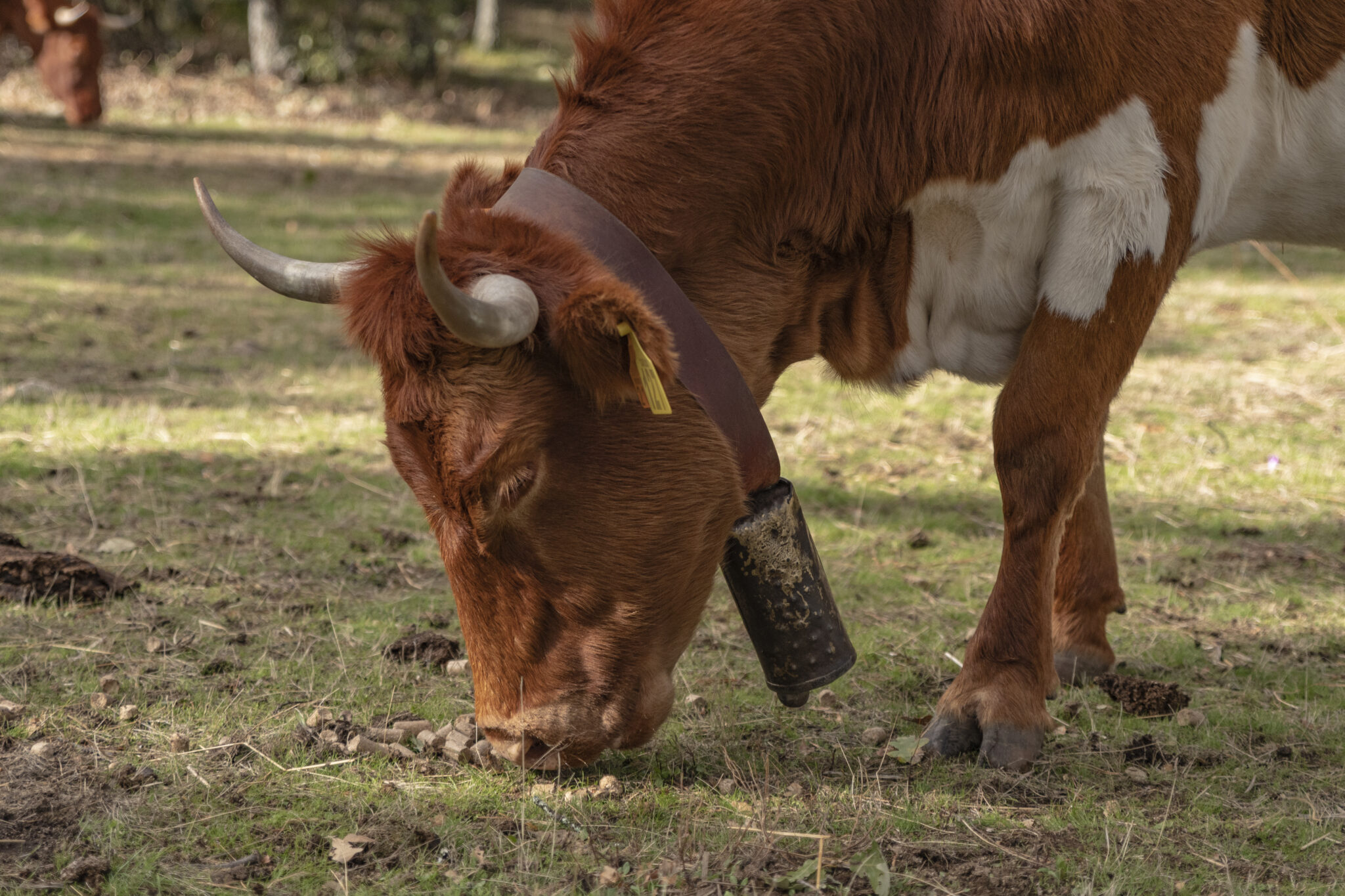 Cómo es la alimentación de las vacas: procesos y tipos