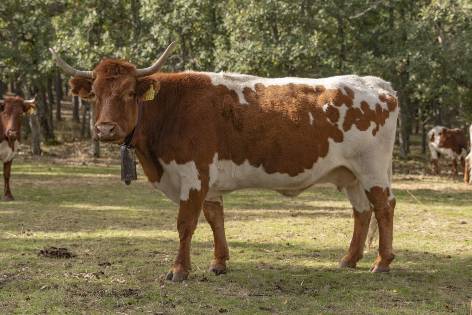 Cómo es la alimentación de las vacas: procesos y tipos