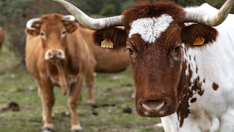 Cómo es la alimentación de las vacas: procesos y tipos